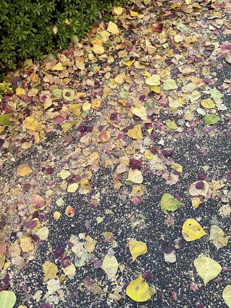 秋ももう終わりかな？ | ALIS