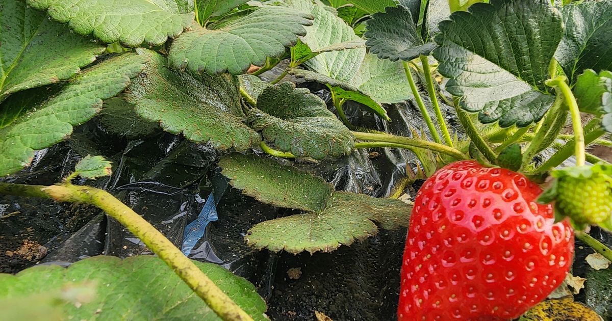 イチゴの親株の仕入れへGO！ | ALIS