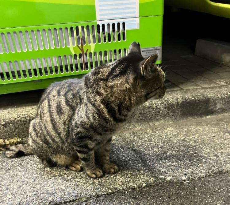 【のんべんだらり日記】Vol.28 地域ねこ | ALIS