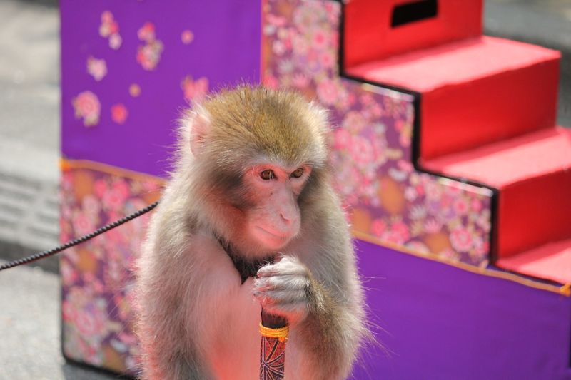 三和音 神戸モンキーズ劇場 | ALIS